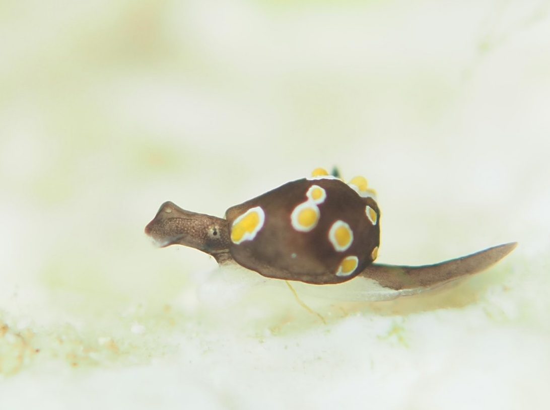 トンプソンコトリガイ（アワツブガイ） – Dsあらいぐま